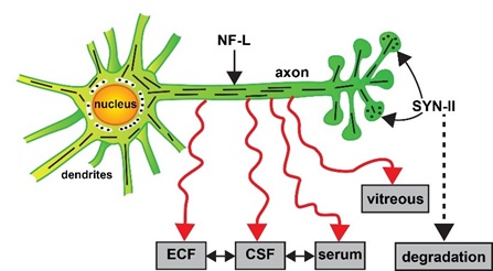 Neurofilament Light (NF-L) Chain Protein from a Highly Polymerized Structural Component of the ...